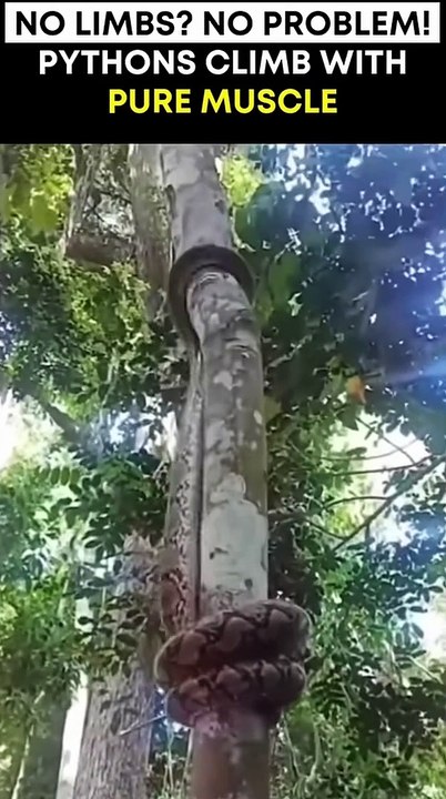 Python climb tree with pure muscle #snake #snakevideo #shortsfeed ...