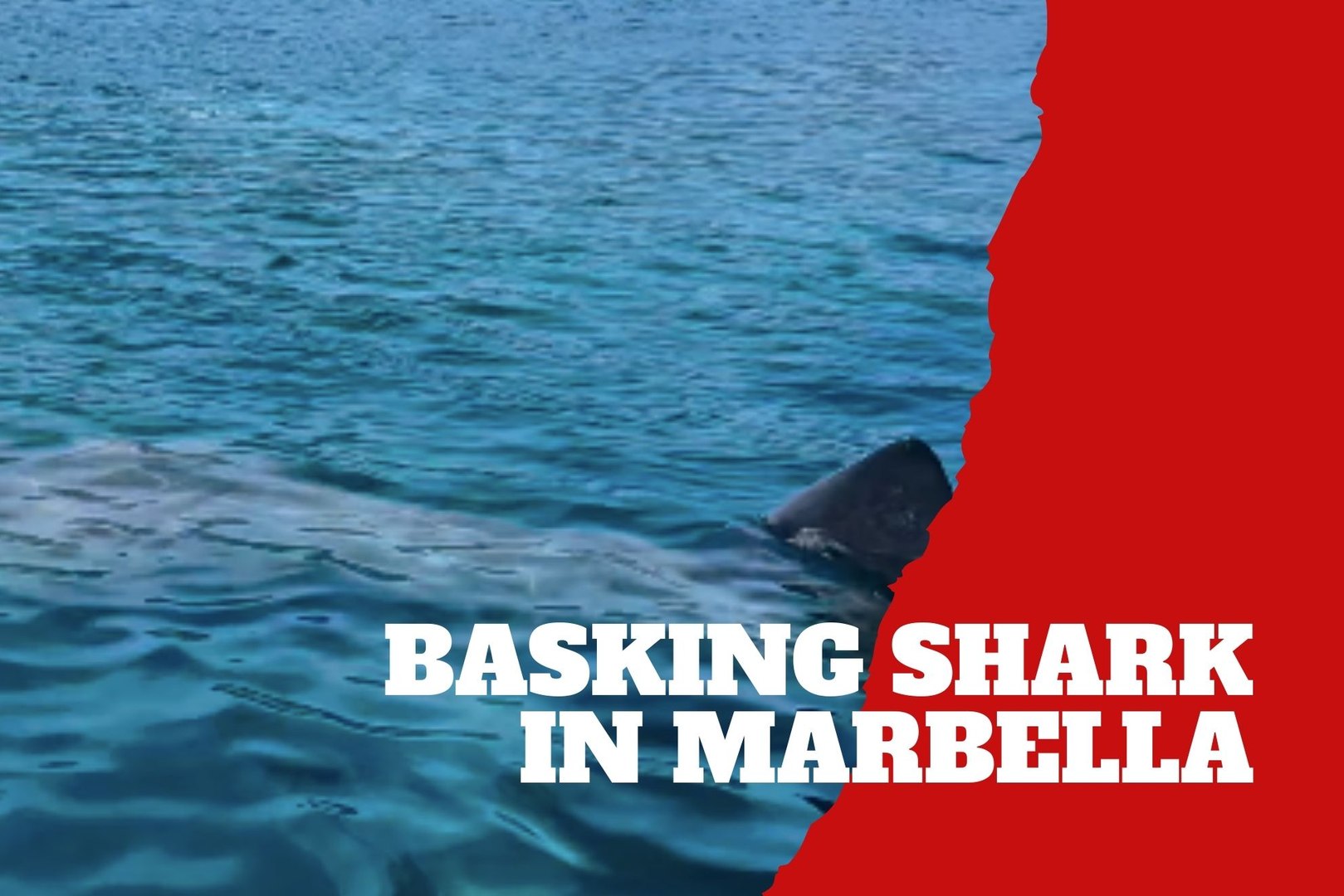 Gigantic basking shark spotted in Marbella, the world?s second largest ...