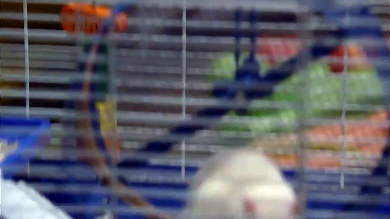 Castle Season 3 Episode 8 - video Dailymotion