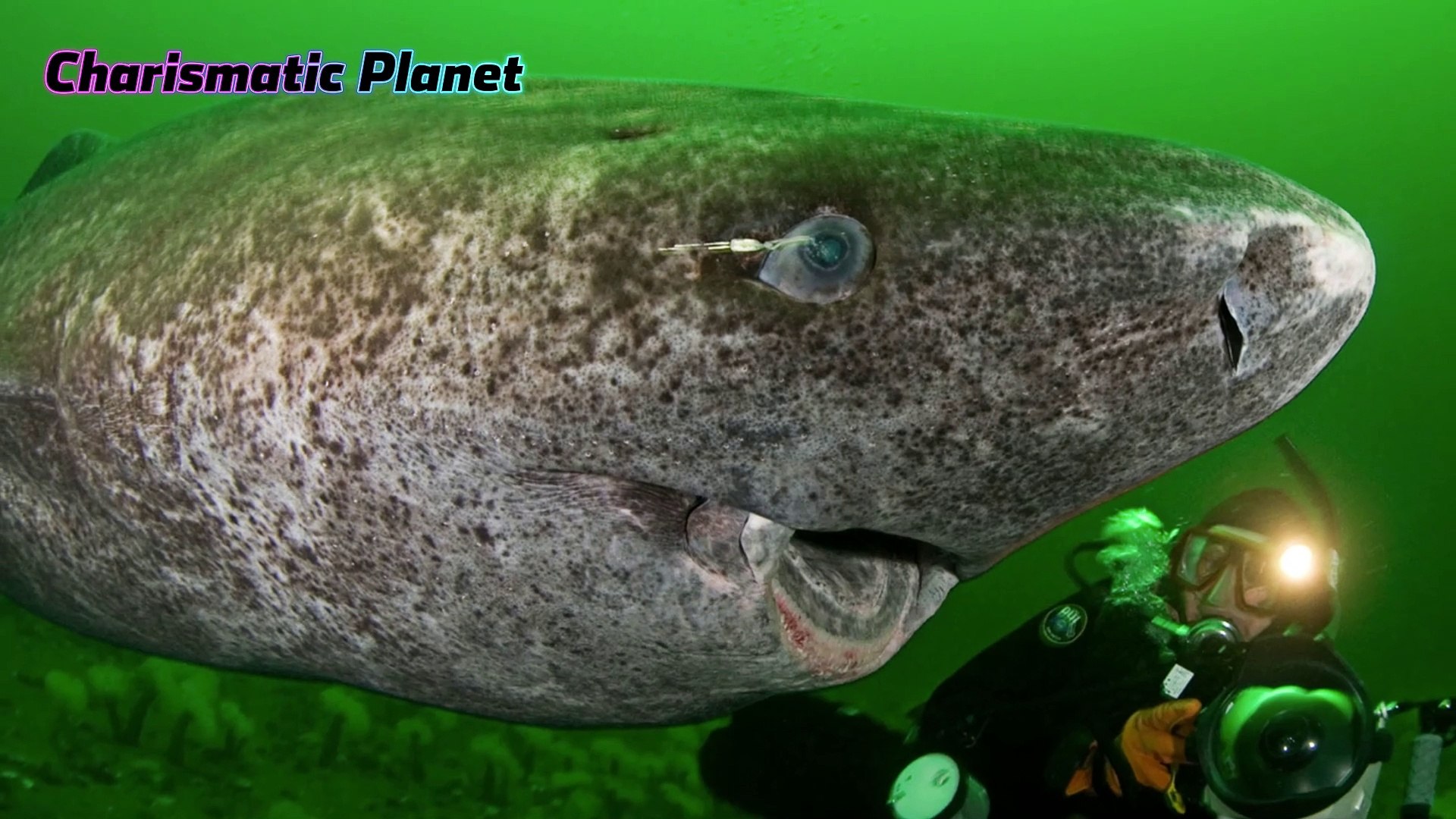 Greenland Shark Mouth