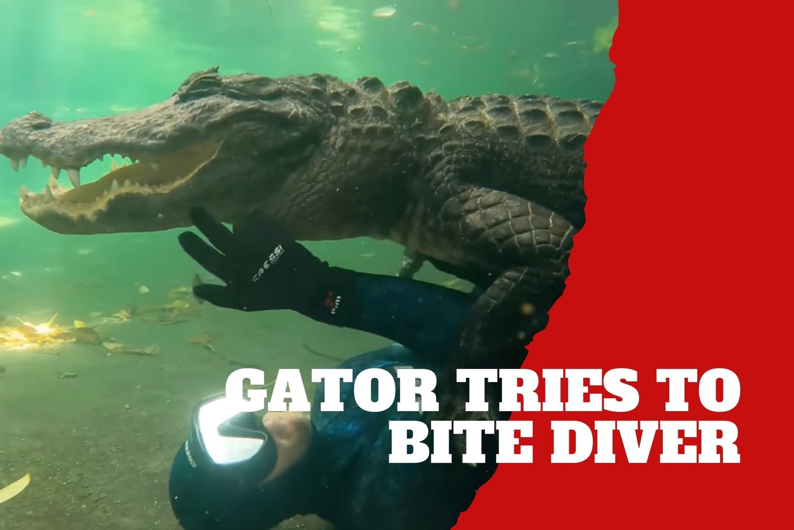 Diver dodges gator?s face lunge?but it?s not what it seems - MARCA TV English