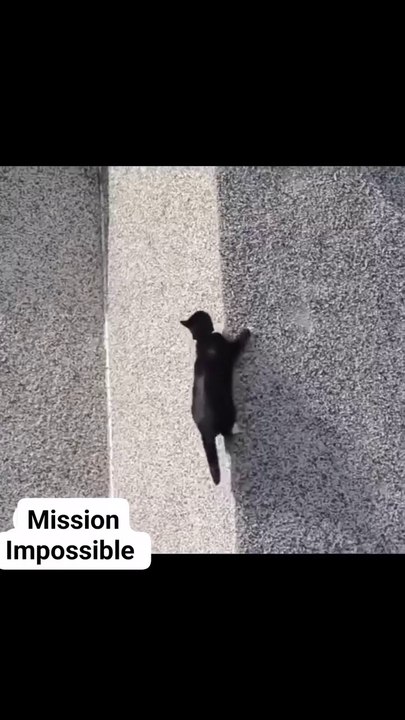 Fearless Felines: Epic Cat Jumps, Flips & Fails - video Dailymotion