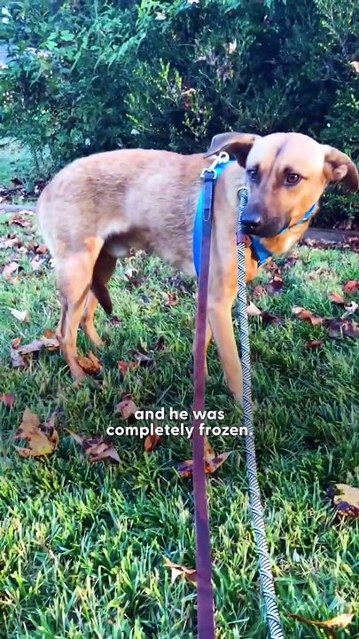 Scared Foster Dog Hides in Bushes Until He Feels Love for the First ...