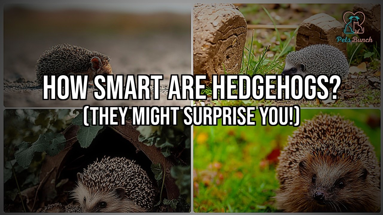 How Smart Are Hedgehogs? (They Might Really Surprise You!) - video ...