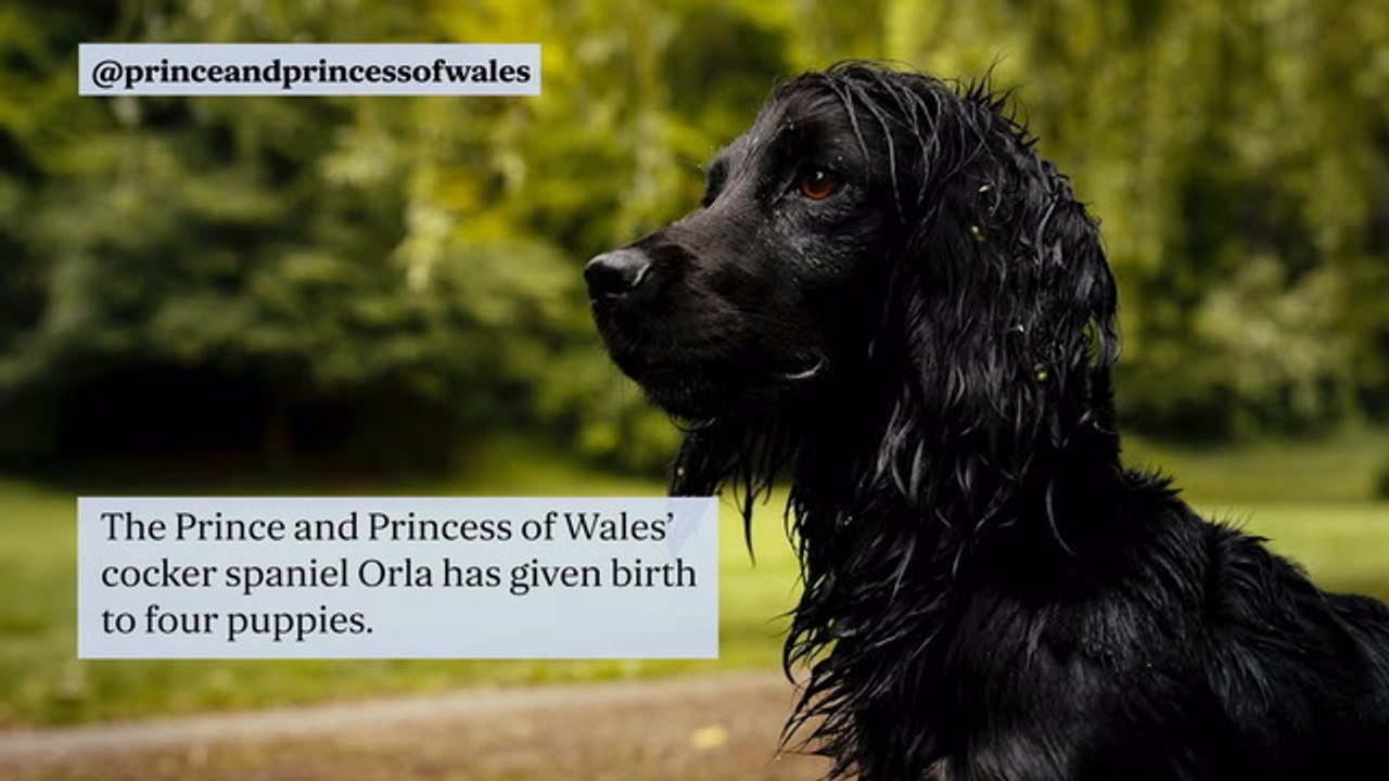 Royal joy as William and Kate’s beloved dog Orla gives birth to four pups - video Dailymotion