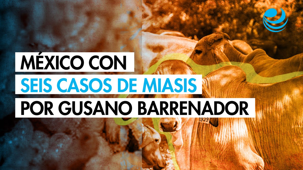 México confirma seis casos de miasis humana por gusano barrenador ...