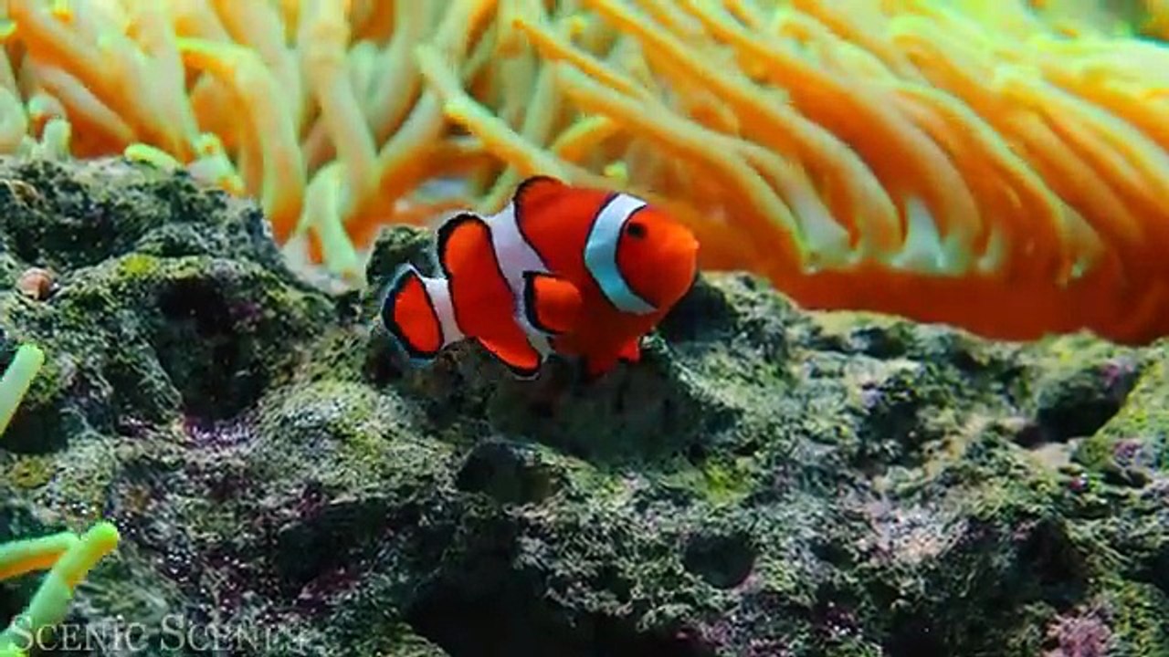 OCEAN ANIMALS DISCOVERY Mysterious Creatures of the Deep - video ...