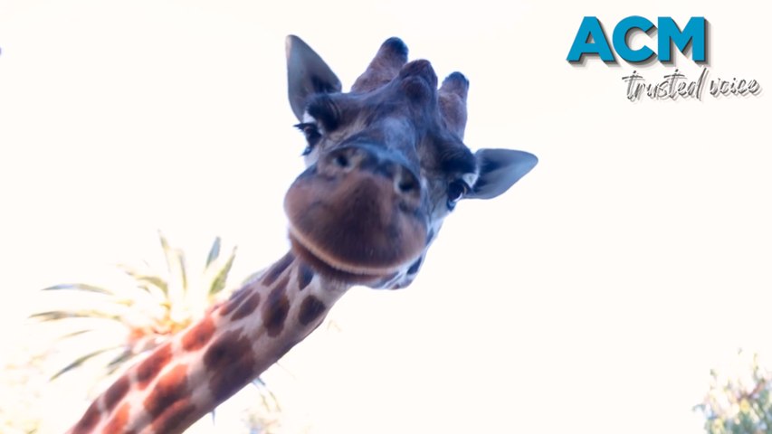 How does a giraffe go to the dentist? | Newcastle Herald | Newcastle, NSW