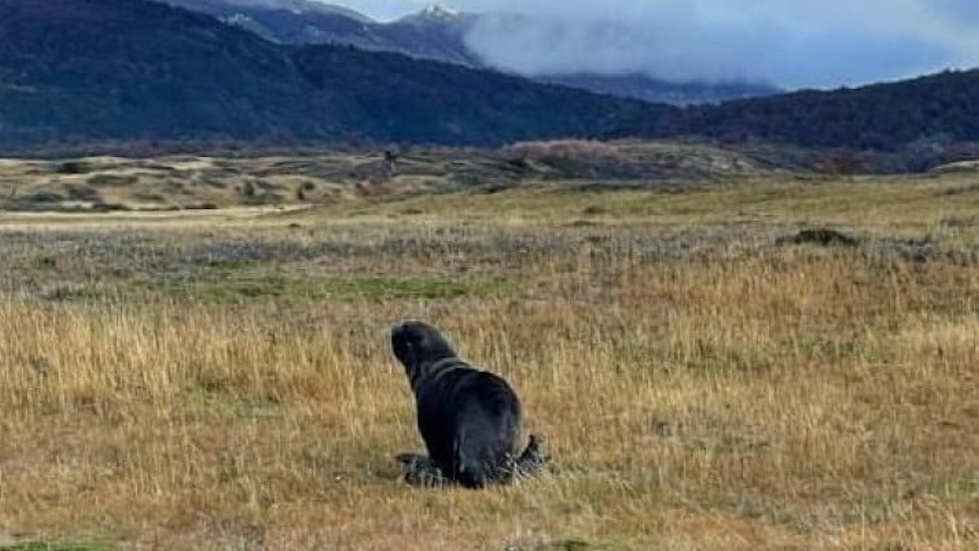 Sea lion appears 50 kilometers off the coast in Chile - MARCA TV English