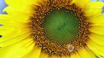 Nature's Hidden Code The Fibonacci Sequence Revealed! - video Dailymotion