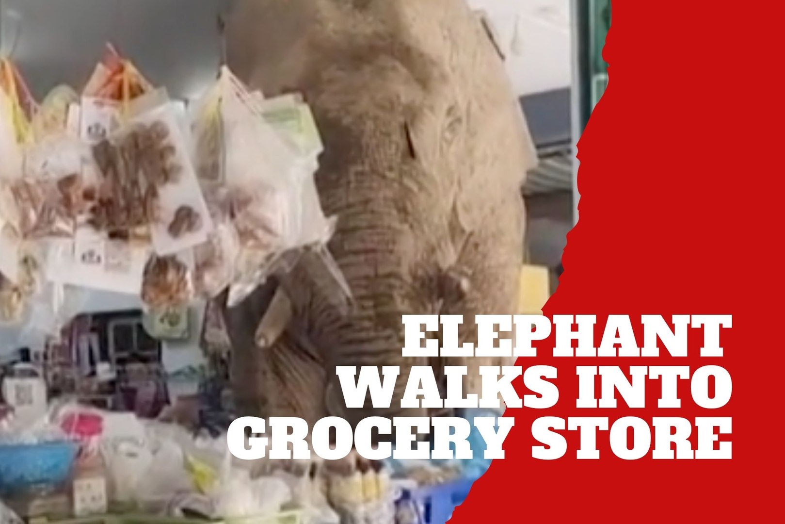 Elephant causes chaos in grocery store in Thailand - MARCA TV English