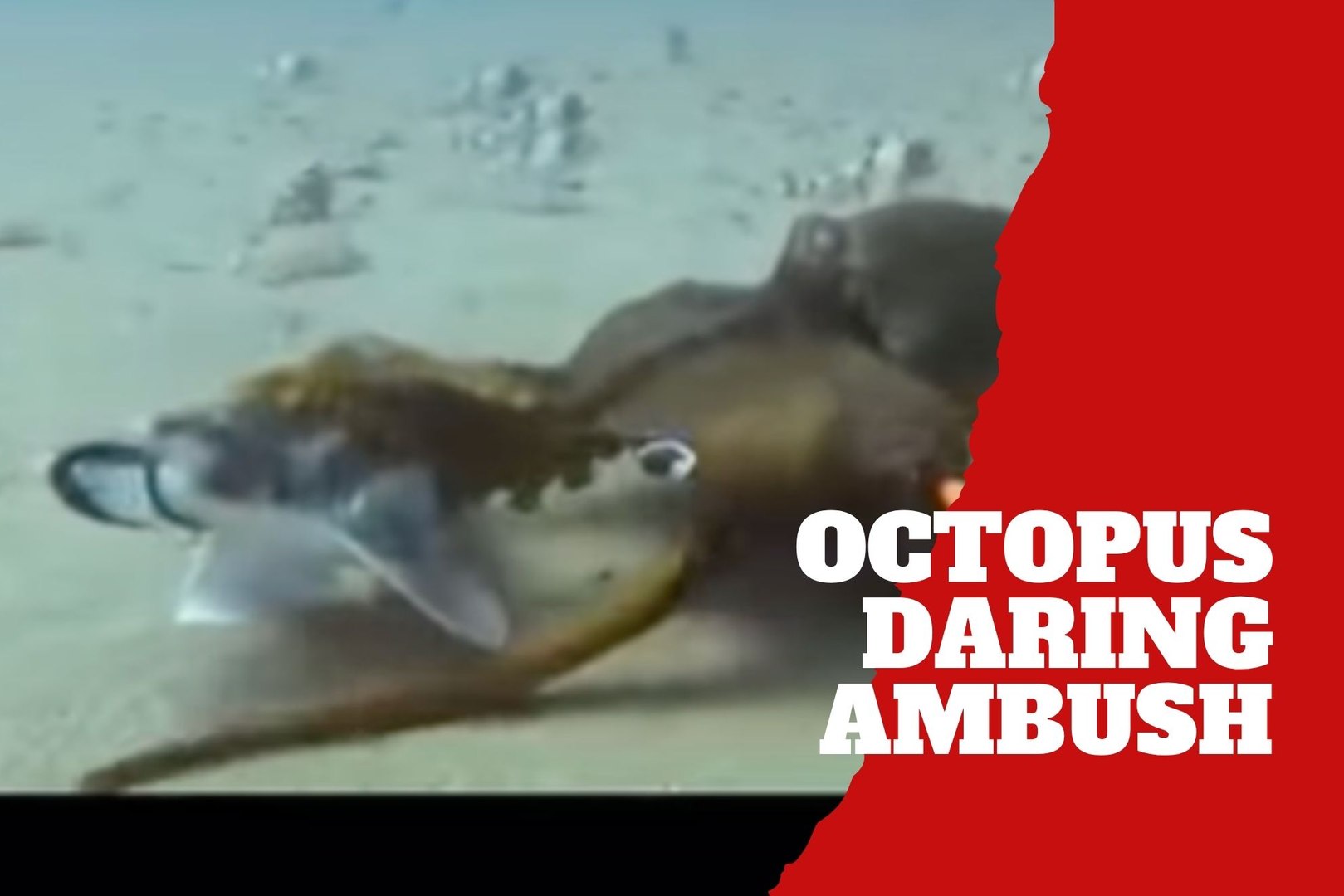 Maori Octopus traps swellshark in daring ambush then mysteriously lets ...