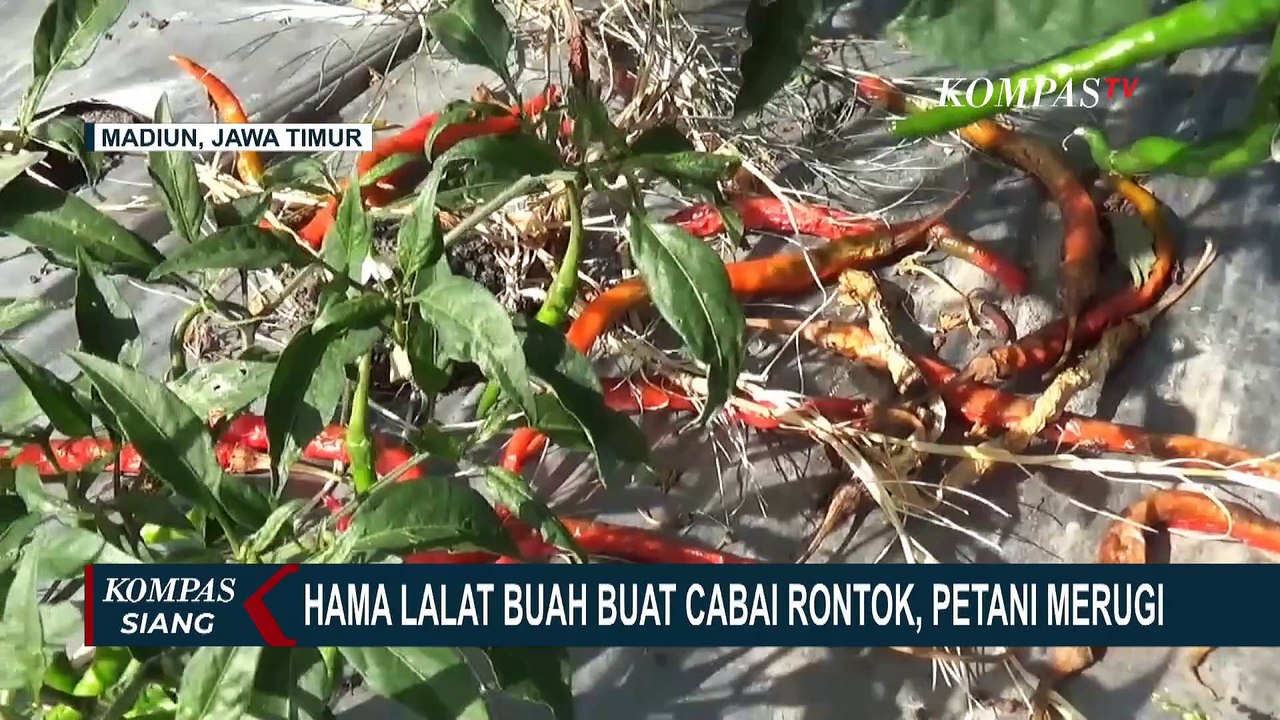 Petani Cabai Madiun Resah Hama Lalat Buah Serang Tanaman - Video ...