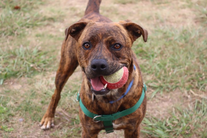 Boss has been in the RSPCA ACT shelter for a year - he deserves a ...