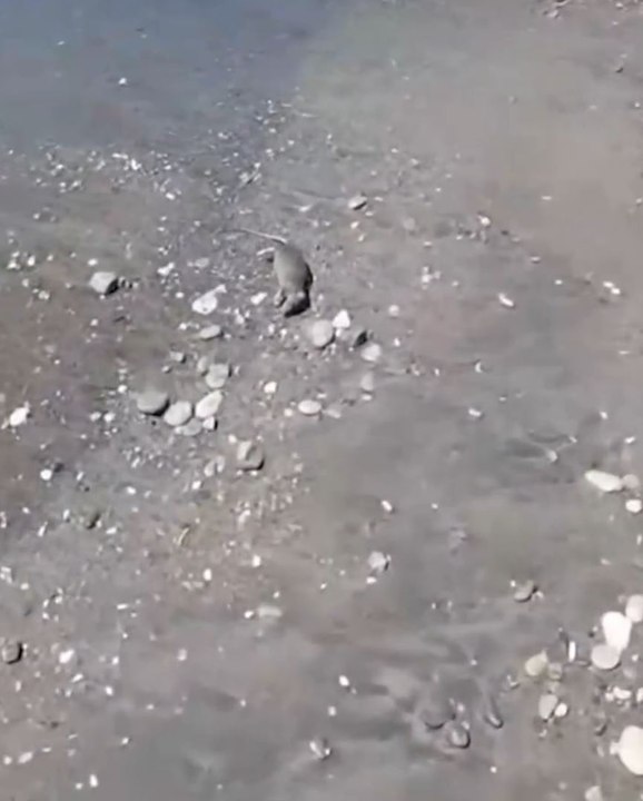 Dead rats have washed up on a beach popular with English tourists ...