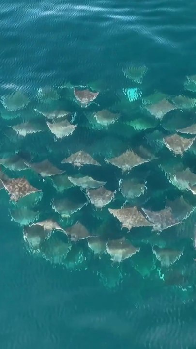 migrasi massal ikan pari mobula (mobula ray mass migration) - Video ...