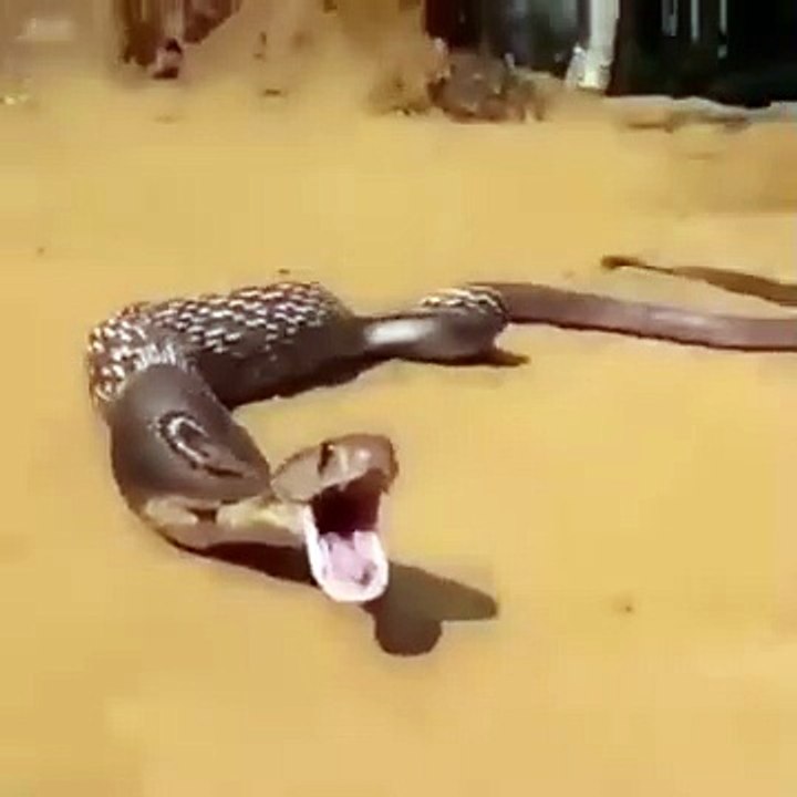 A snake is captured mid-yawn or hiss, mouth wide open, with its ...
