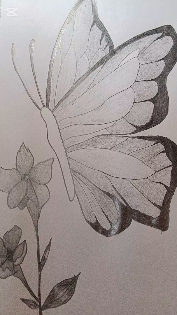 Simple Butterfly Drawings In Pencil How To Draw A Butterfly