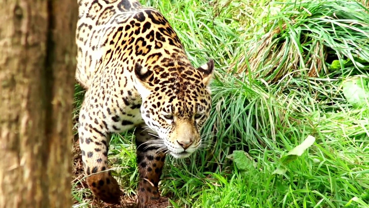 ⭐ Learn ABC Alphabet for Kids | Learn Alphabet A to Z in English ...