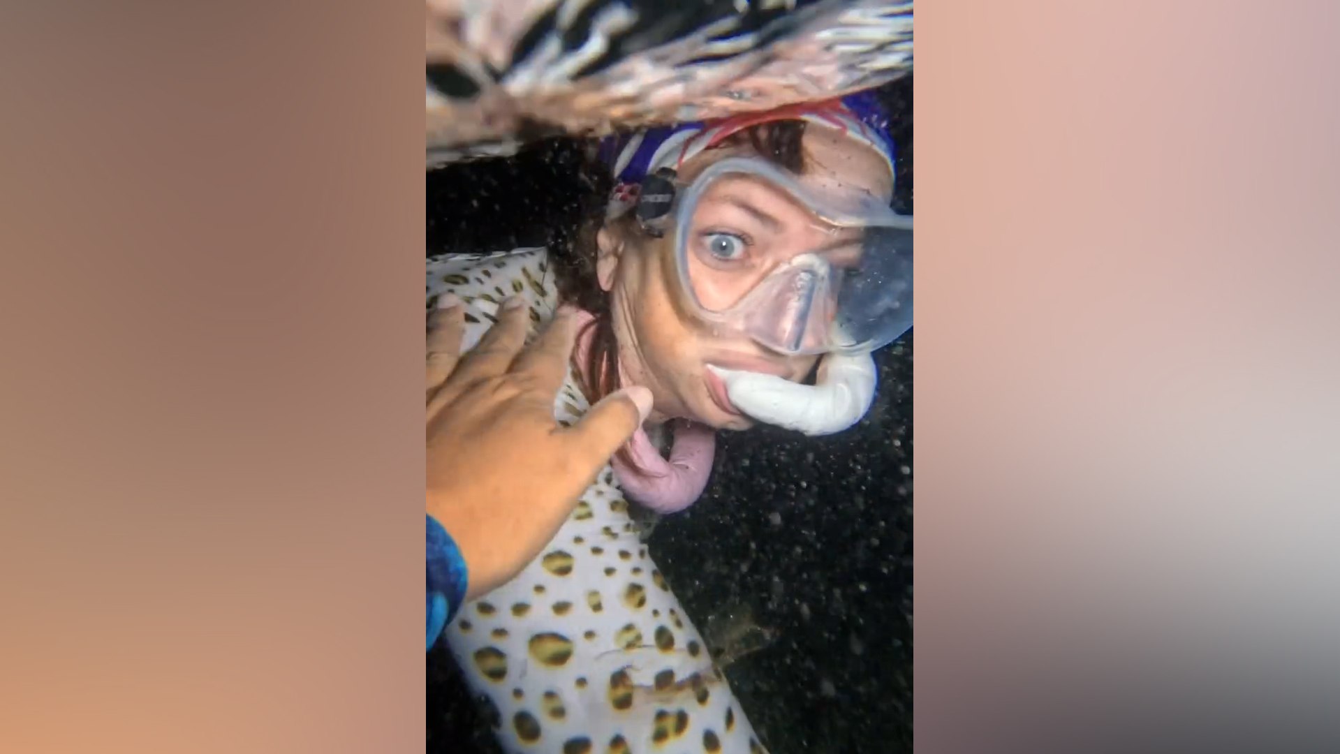 Rebel dolphin challenge his family swimming path in New Zealand - MARCA ...