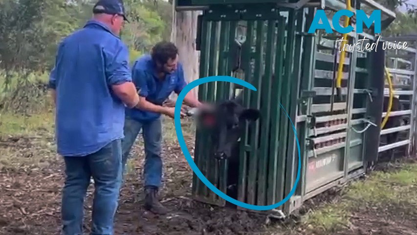 Wagyu scam: man charged after allegedly stealing $100k in cattle semen ...