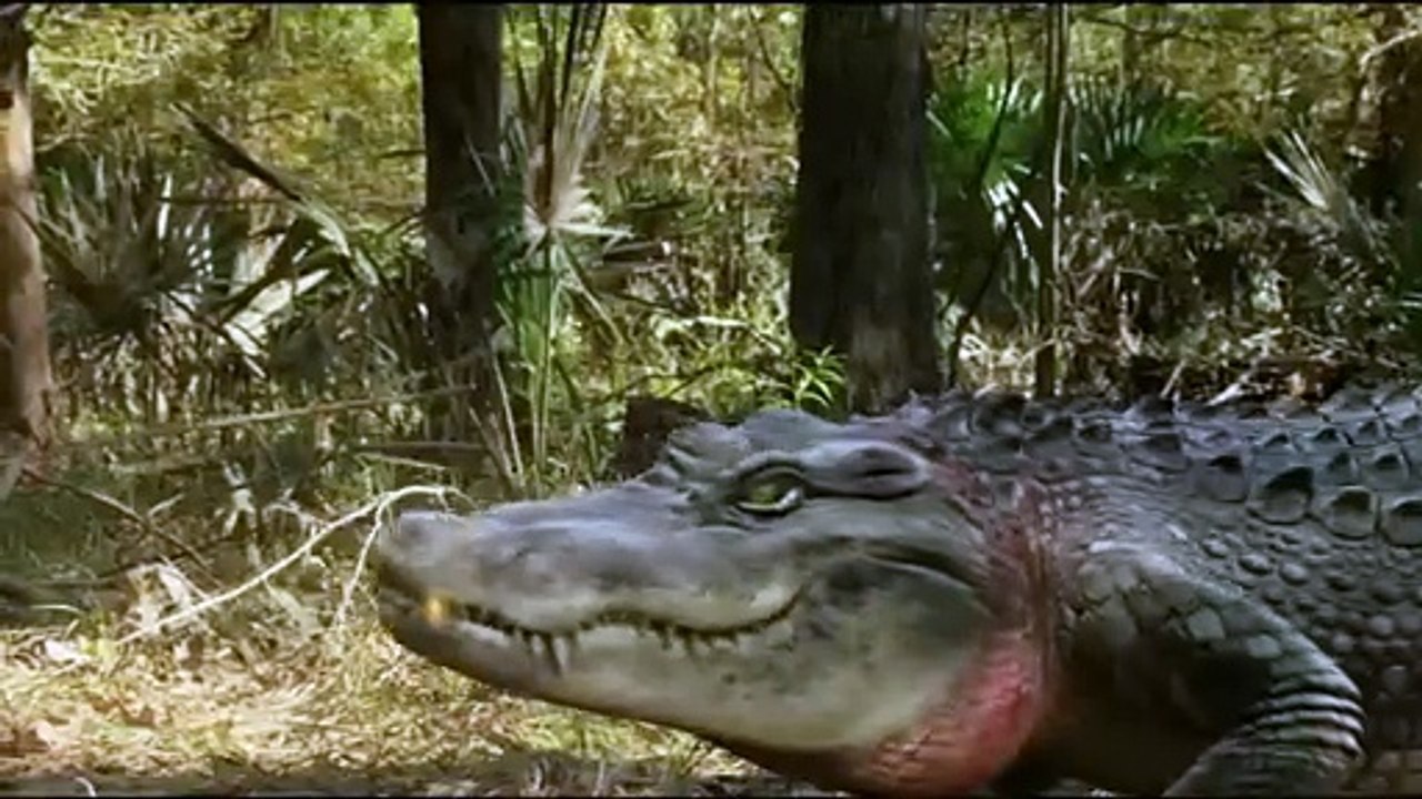 Ragin Cajun Redneck Gators | movie | 2013 | Official Trailer - video ...