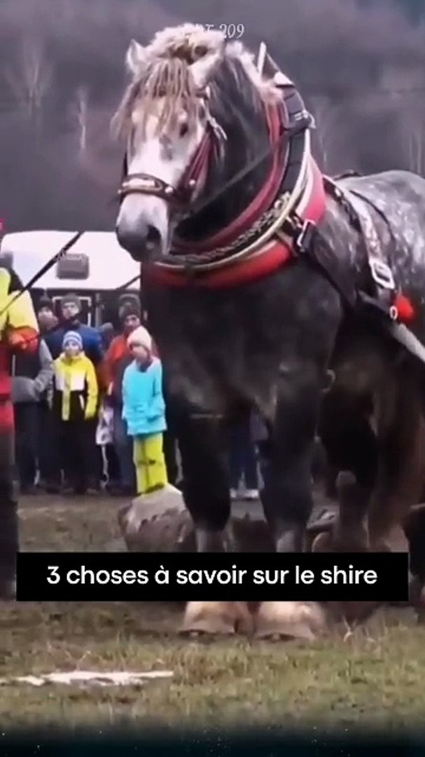 Le Cheval Le Plus Gros Du Monde
