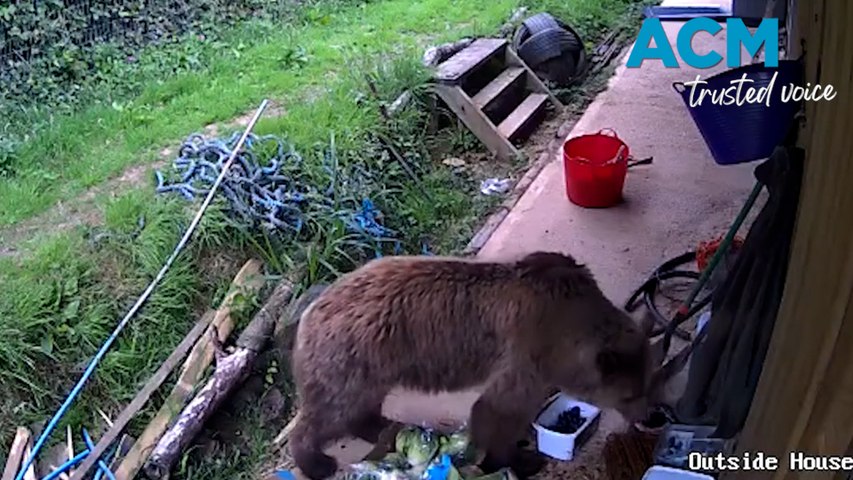 Bears eat a 'week's worth of honey' after escape from enclosure | The ...