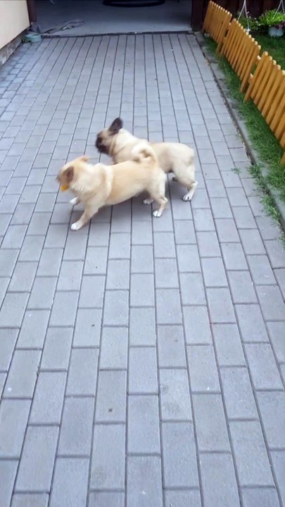 two happy dogs playing and having the best time 🐶 - video Dailymotion