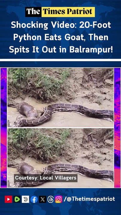Shocking Video: 20-Foot Python Eats Goat, Then Spits It Out in ...