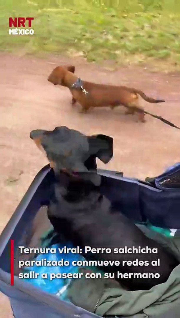 Memes De Perros Salchichas