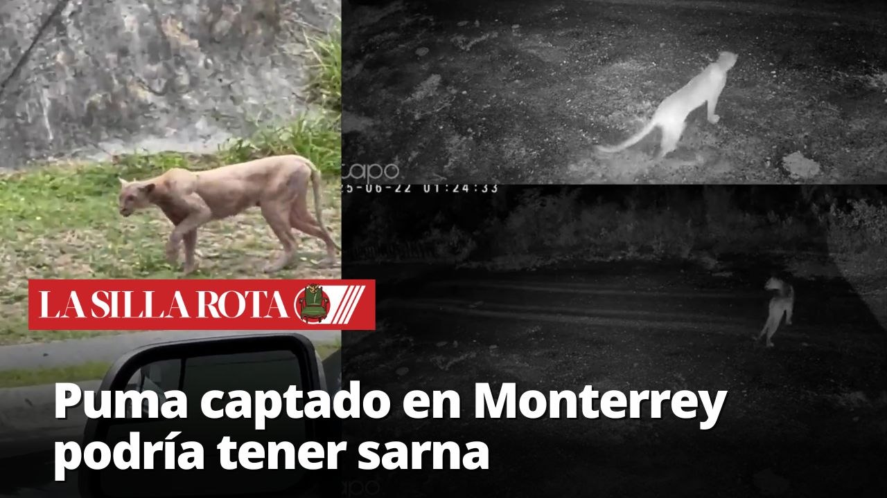 Difunden nuevo video del puma de Monterrey: Podría estar enfermo de ...