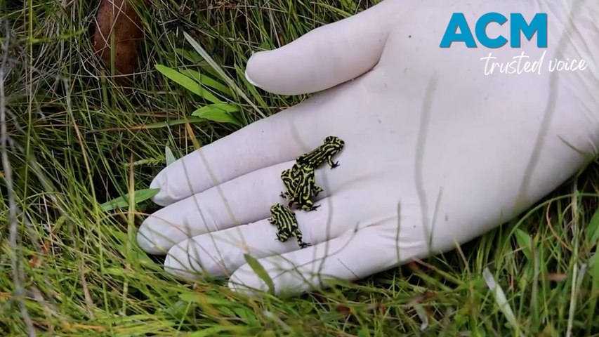 Over 500 critically endangered frogs released into the wild | The ...