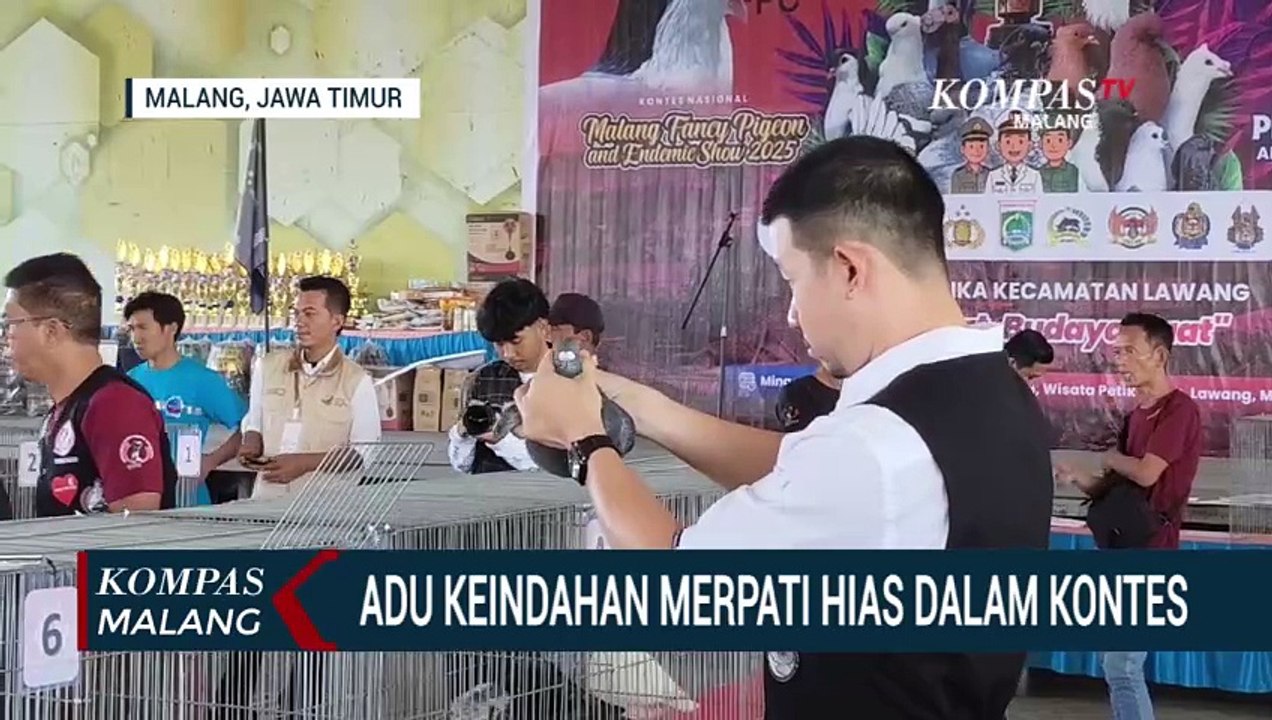 Melihat Adu Keindahan Merpati Hias Dalam Kontes - Video Dailymotion