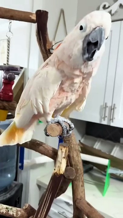 funniest parrot laugh ever you won't stop laughing! 😂 - video Dailymotion