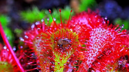 HDR 4K Video ULTRA HD by 4K video ULTRA HD - Dailymotion