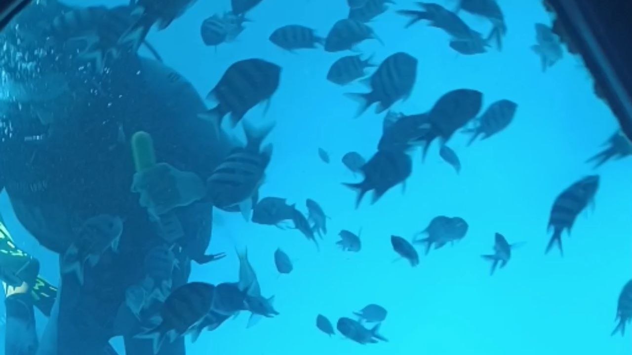 Diver uses a flipper to shoo away fish that would not leave him alone ...