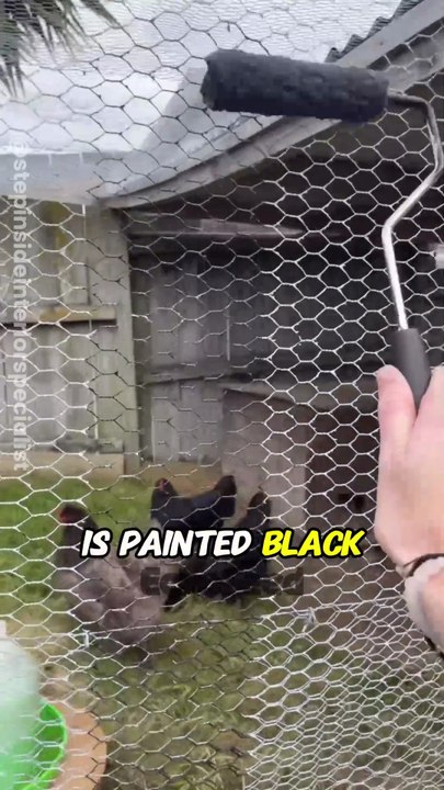 Why Black Chicken Wire Looks Invisible! - video Dailymotion