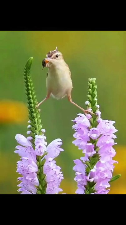 Dalimosan Forest & Wildlife - video Dailymotion