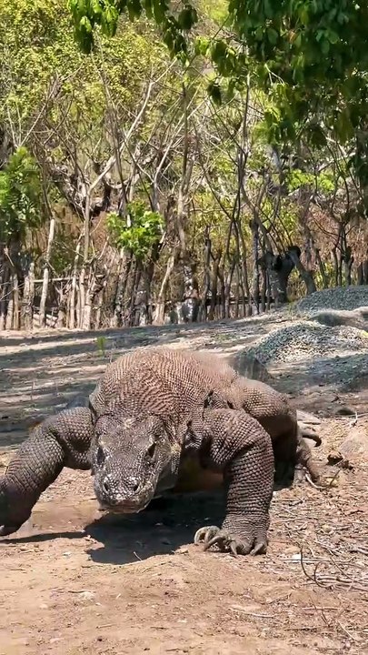 Amazing wildlife - video Dailymotion
