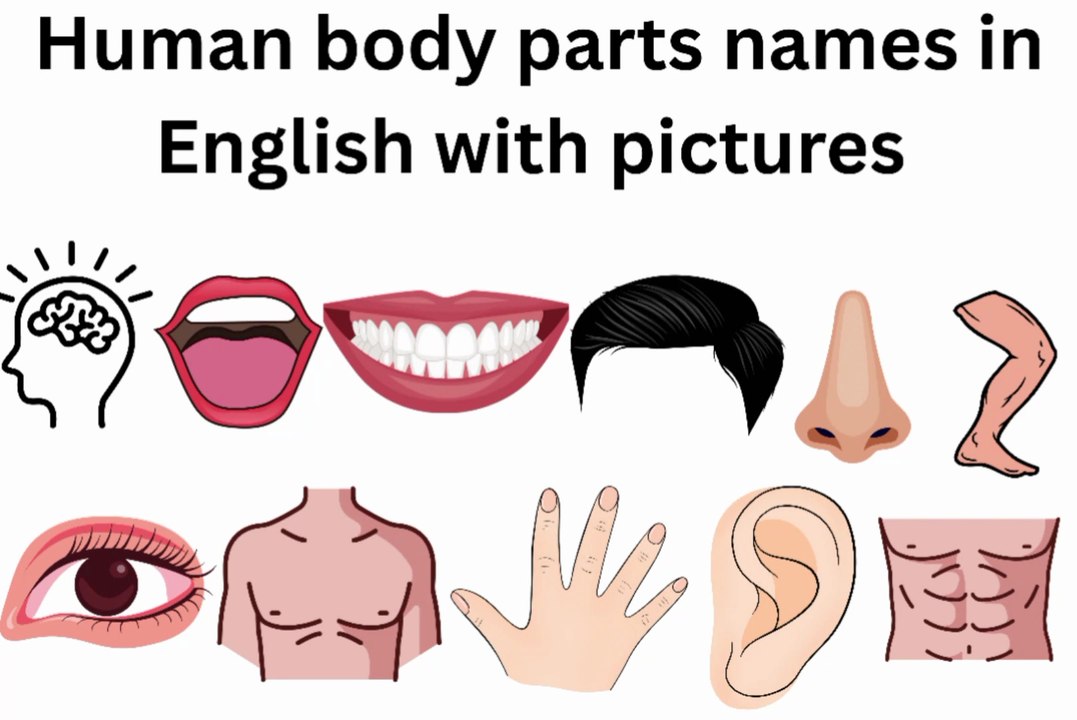 Human body parts names in english with pictures - video Dailymotion