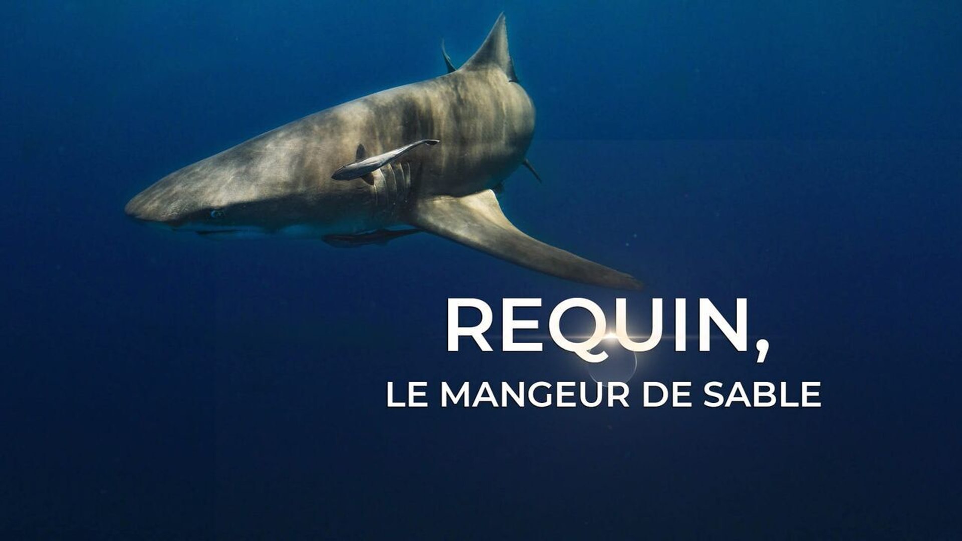 Requin Des Sables