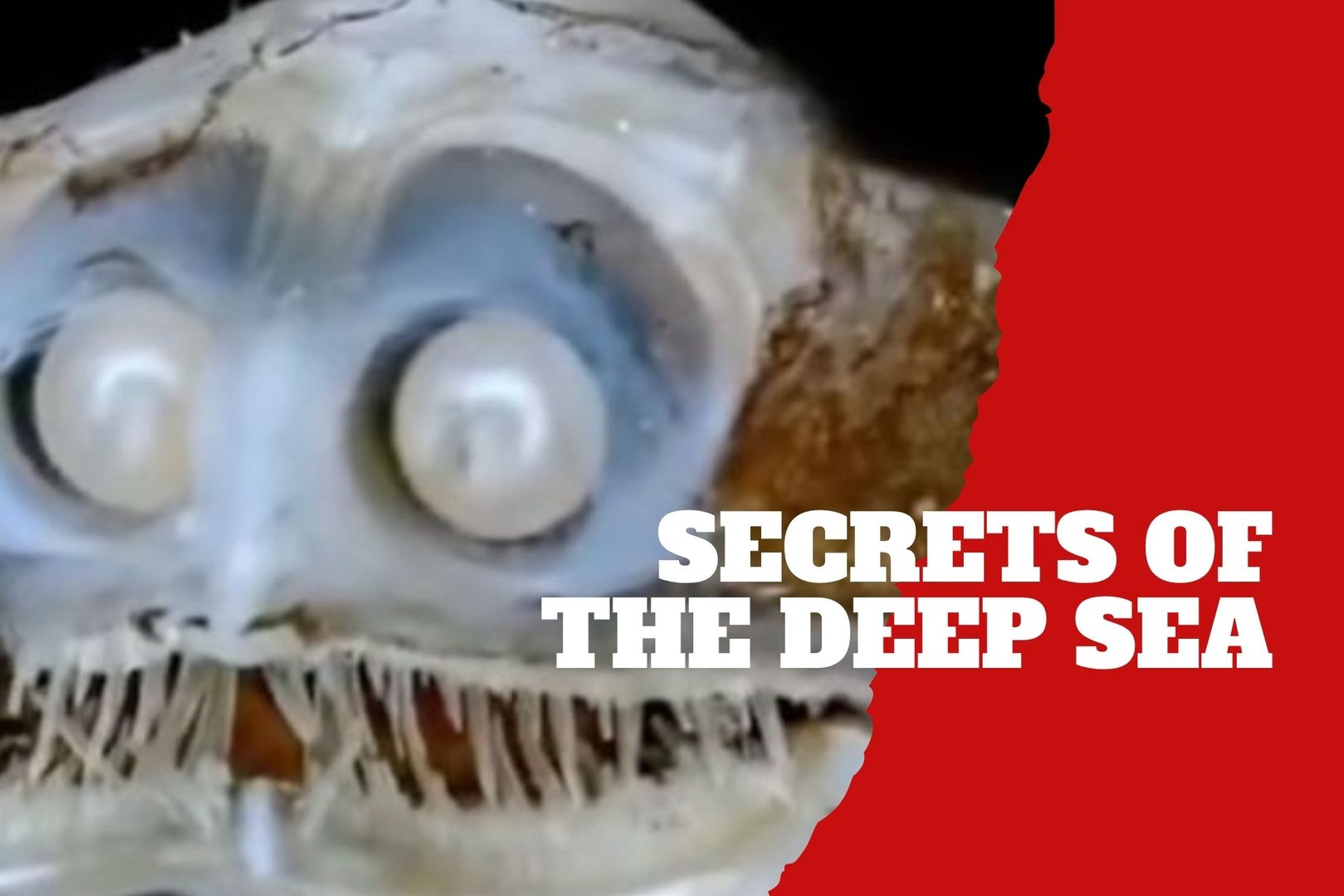 Mar del Plata reveals creatures from another world - MARCA TV English