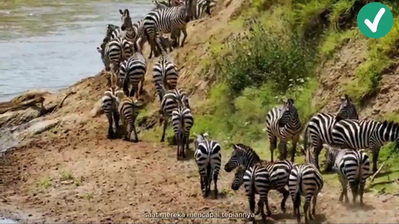 Migrasi Zebra : Perjalanan Mengejar Hujan Dan Melawan Kekeringan part 2 ...
