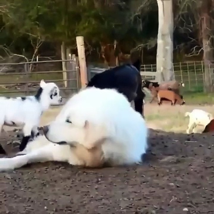 Baby Goats Jumping On Sleeping Great Pyrenees - video Dailymotion