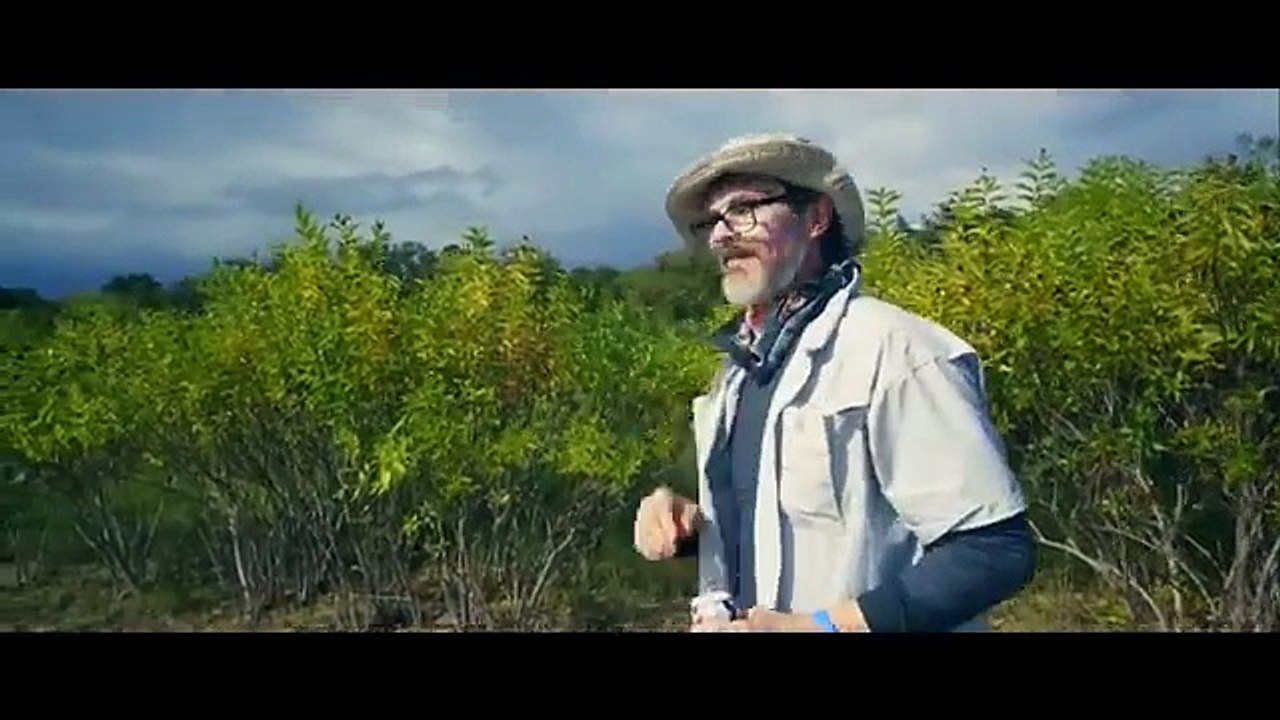 Tiburón Toro - Película completa en español - Thom Hallum, Billy Blair ...