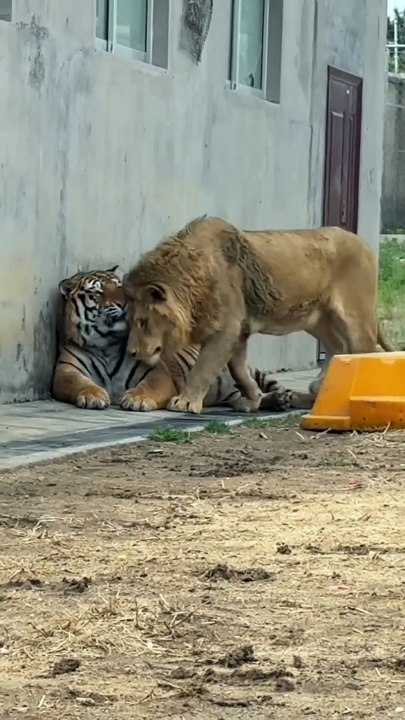 Lion and Tiger Love - Big Cat Junket - video Dailymotion