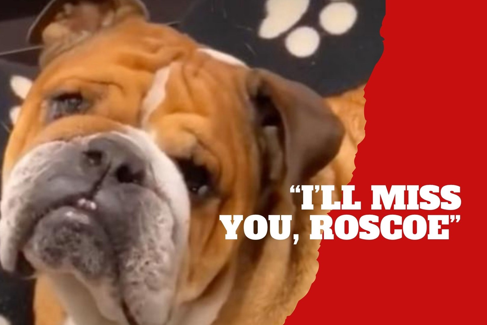 I?ll miss you always Roscoe heartbreaking goodbye as Lewis Hamilton loses his beloved dog ...