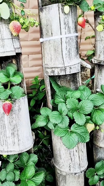 //Hook fishing 🎣 unique style catching big rohu fish in the river ...