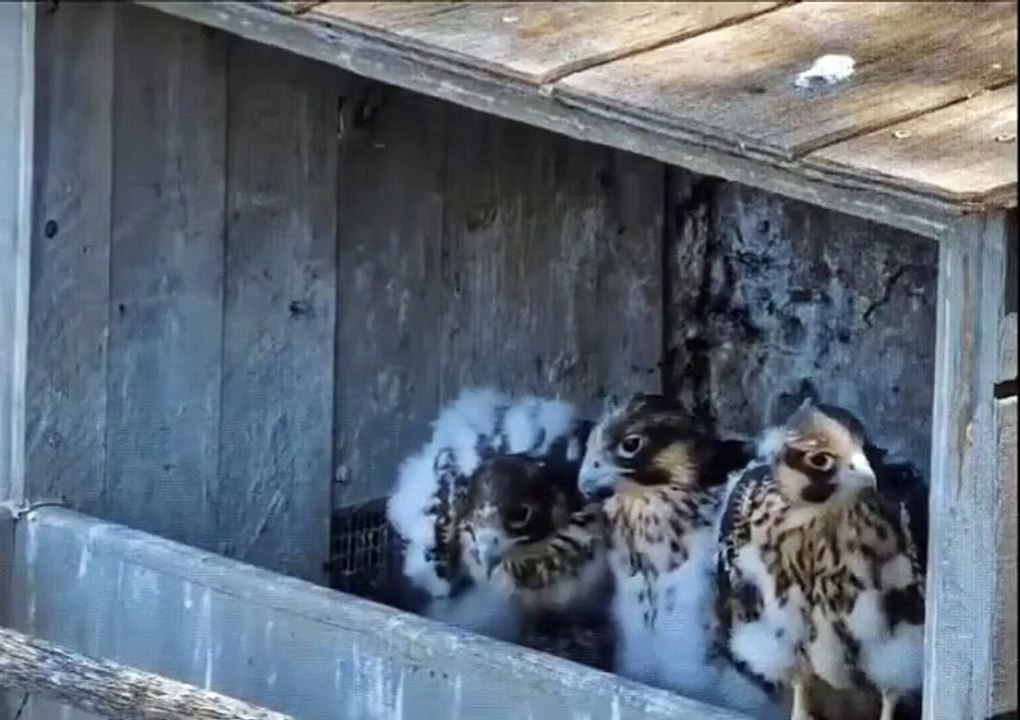 Baby Falcons see a feather flying by - video Dailymotion